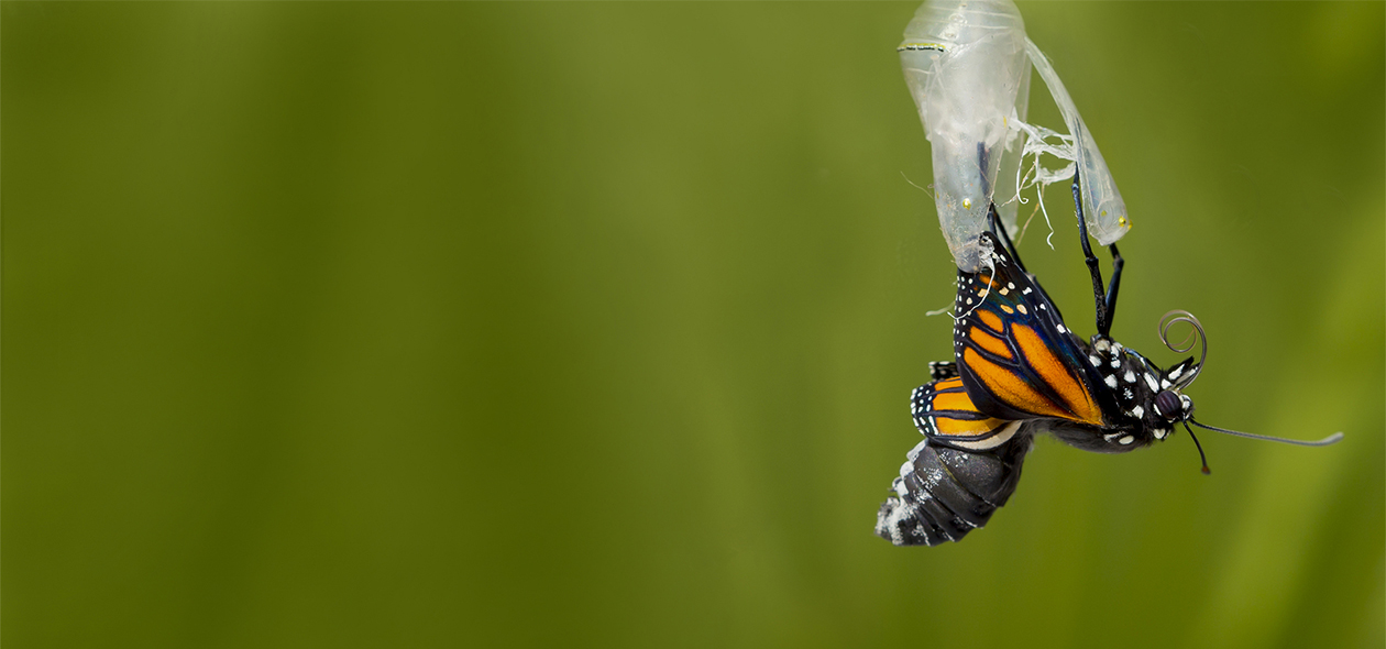 How Big Are Baby Monarch Butterflies at Lincoln Vincent blog